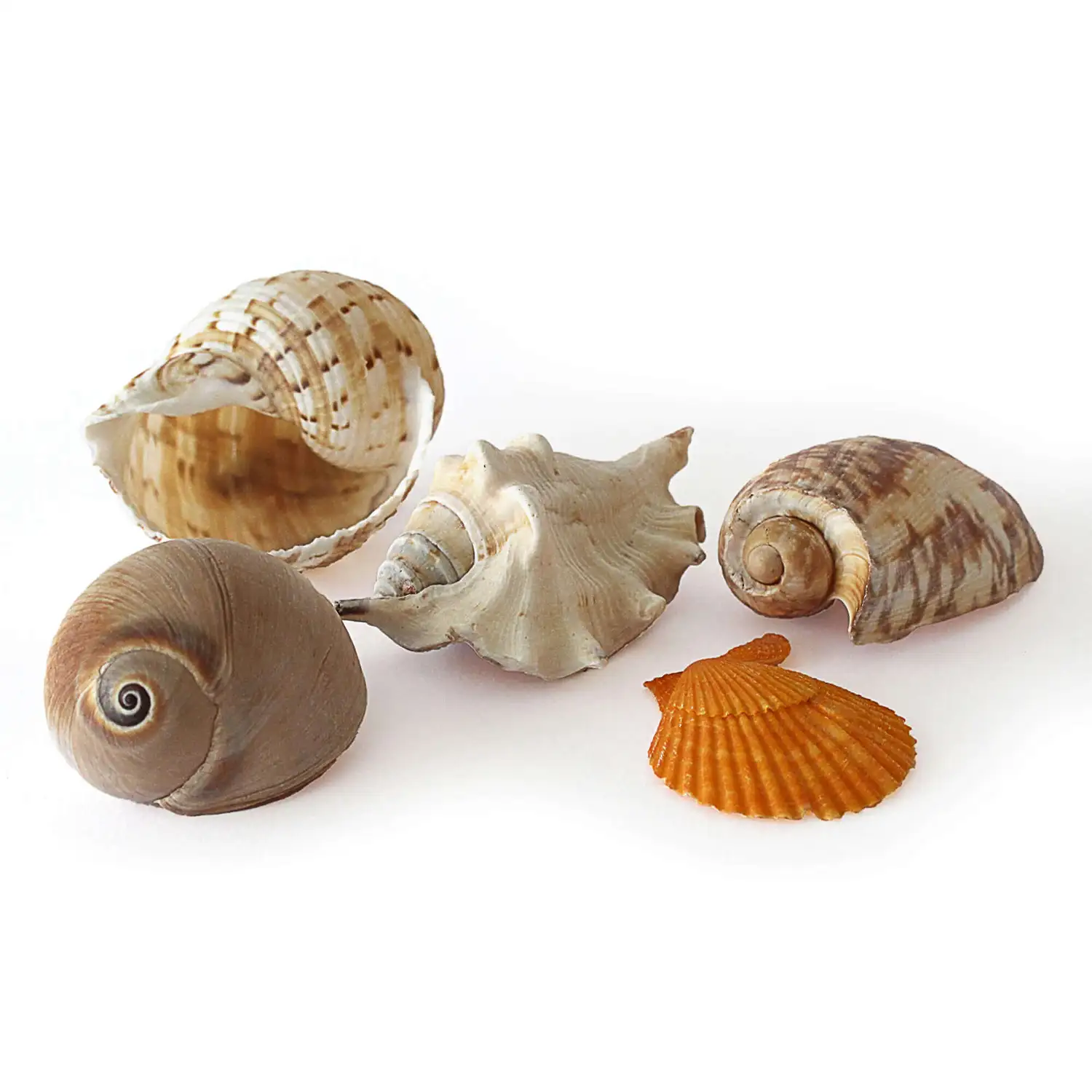 Assorted Large Exotic Shells 10 Pack - Gompels - Care & Nursery Supply ...