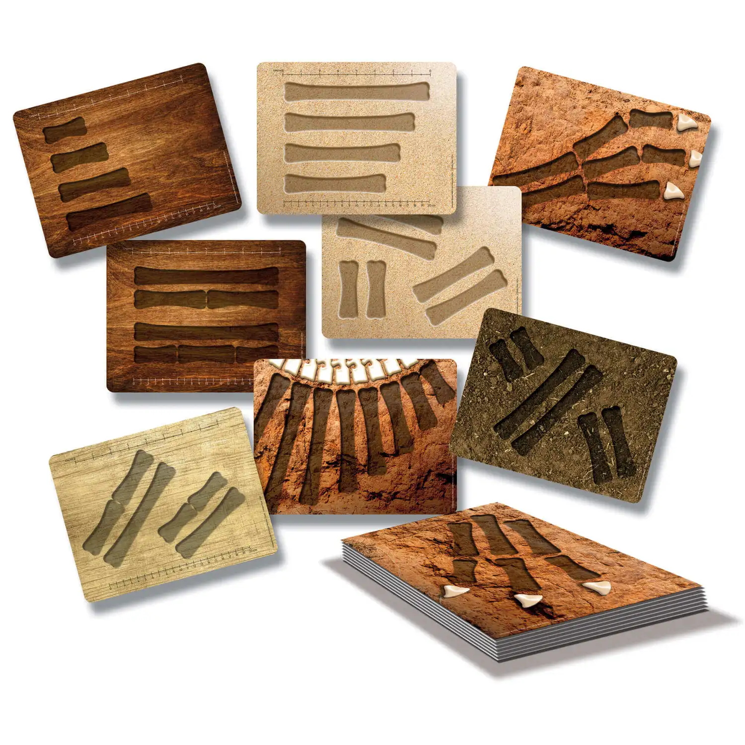 Dinosaur Bones Match and Measure Activity Cards - Gompels | Care ...