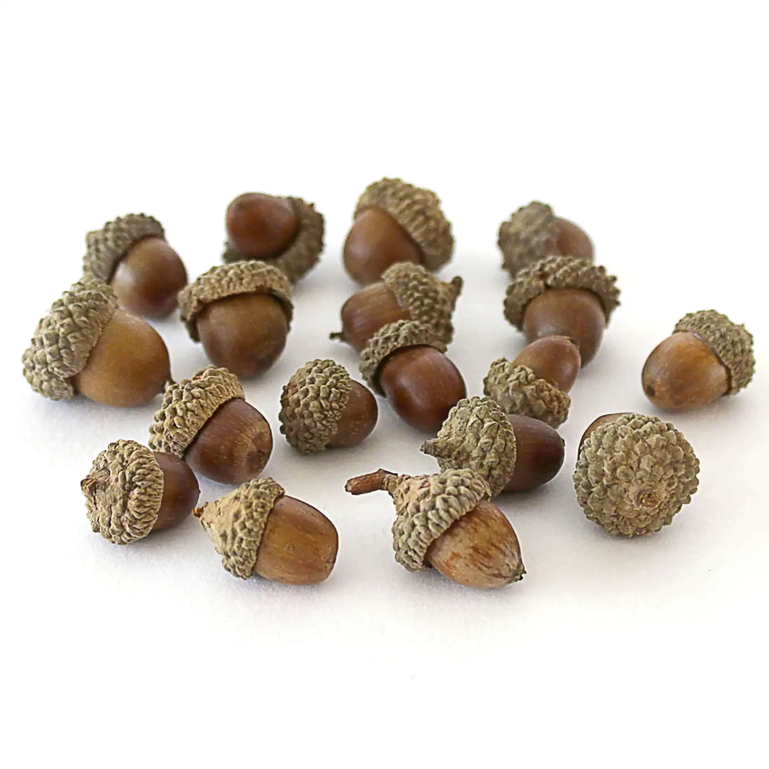 Acorns 200g - Gompels | Care & Education Supplies