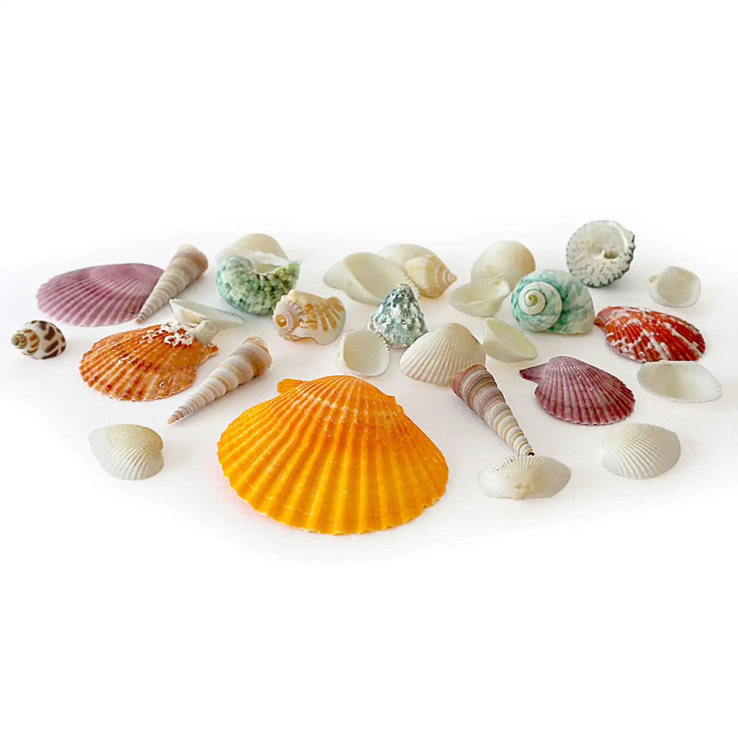 Assorted Sea Shells 1.3kg - Gompels | Care & Education Supplies