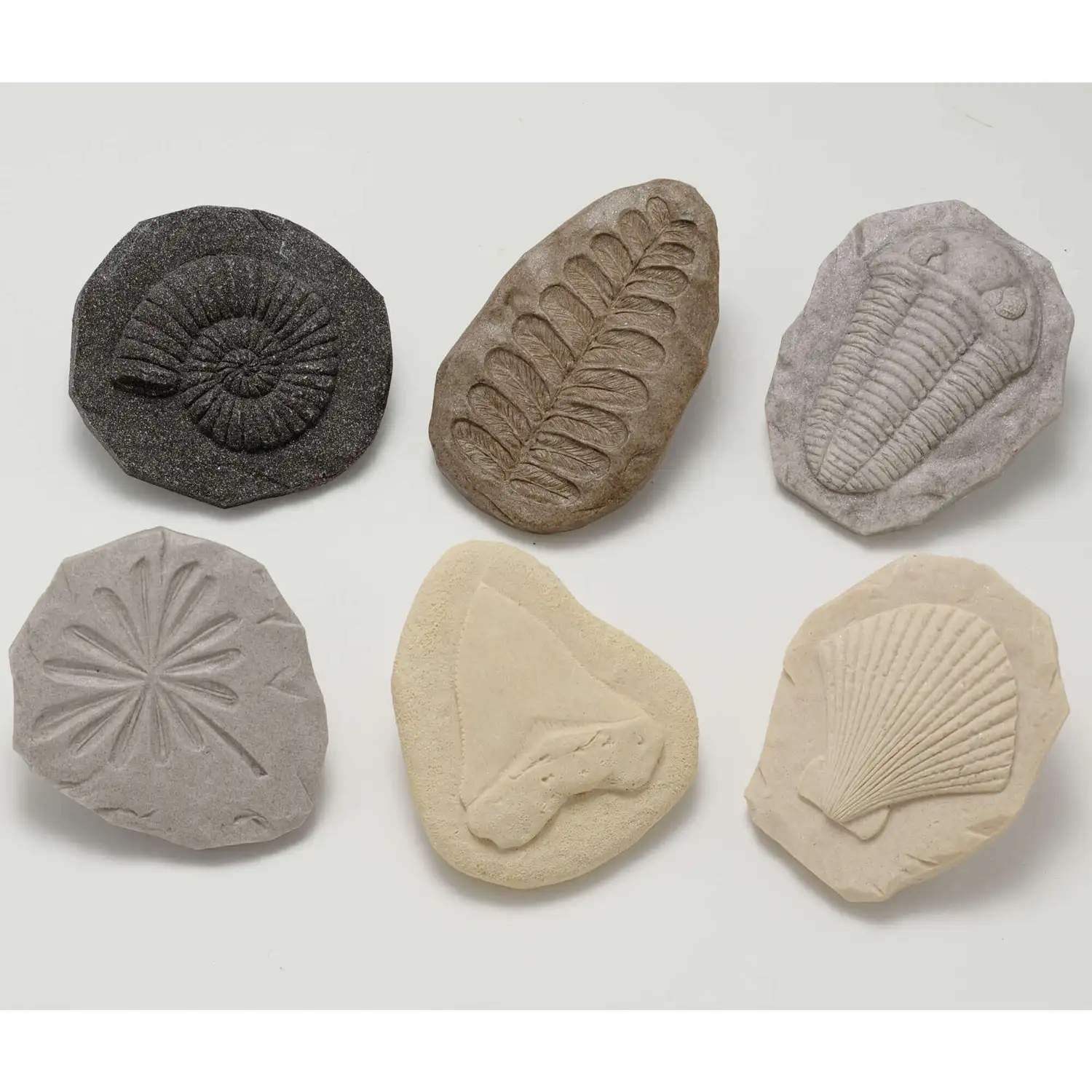 Let's Investigate Fossils - Gompels | Care & Education Supplies